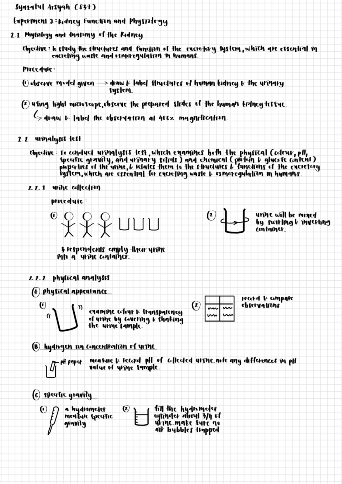 Biology Experiment Jotter: Kidney Function & Physiology (s37) - Studocu