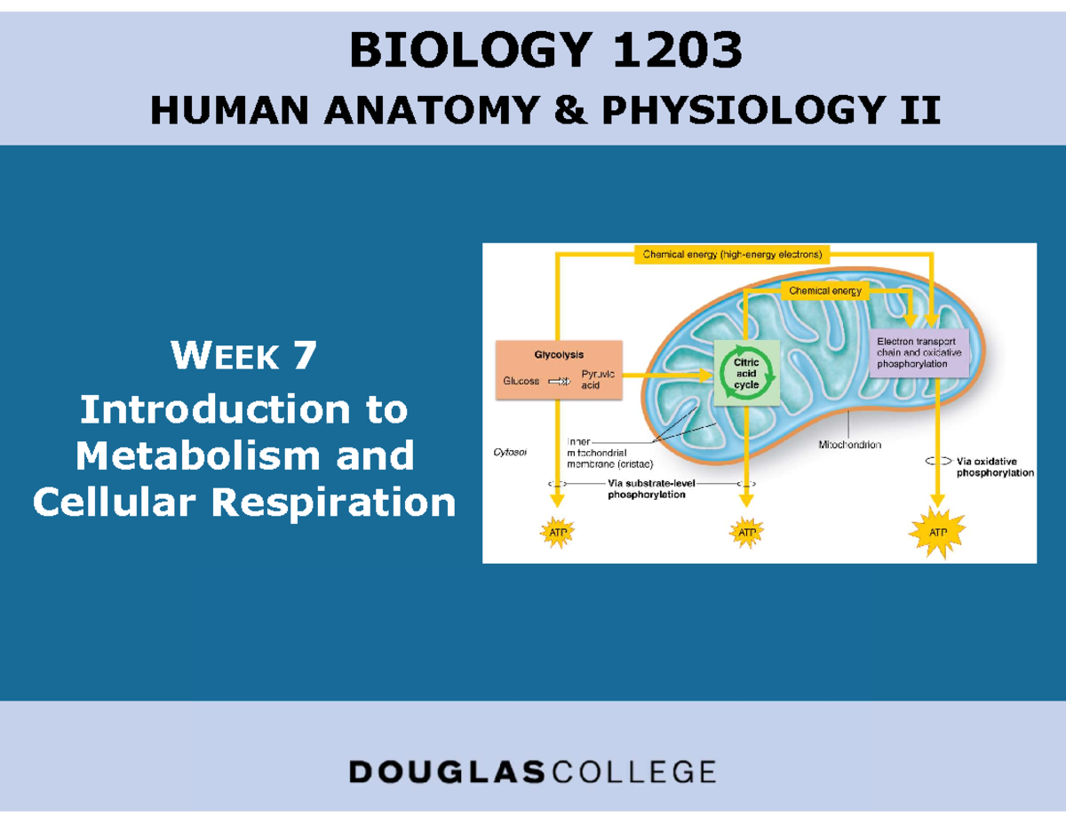 In class (colour) - notes - WEEK 7 Introduction to Metabolism and ...