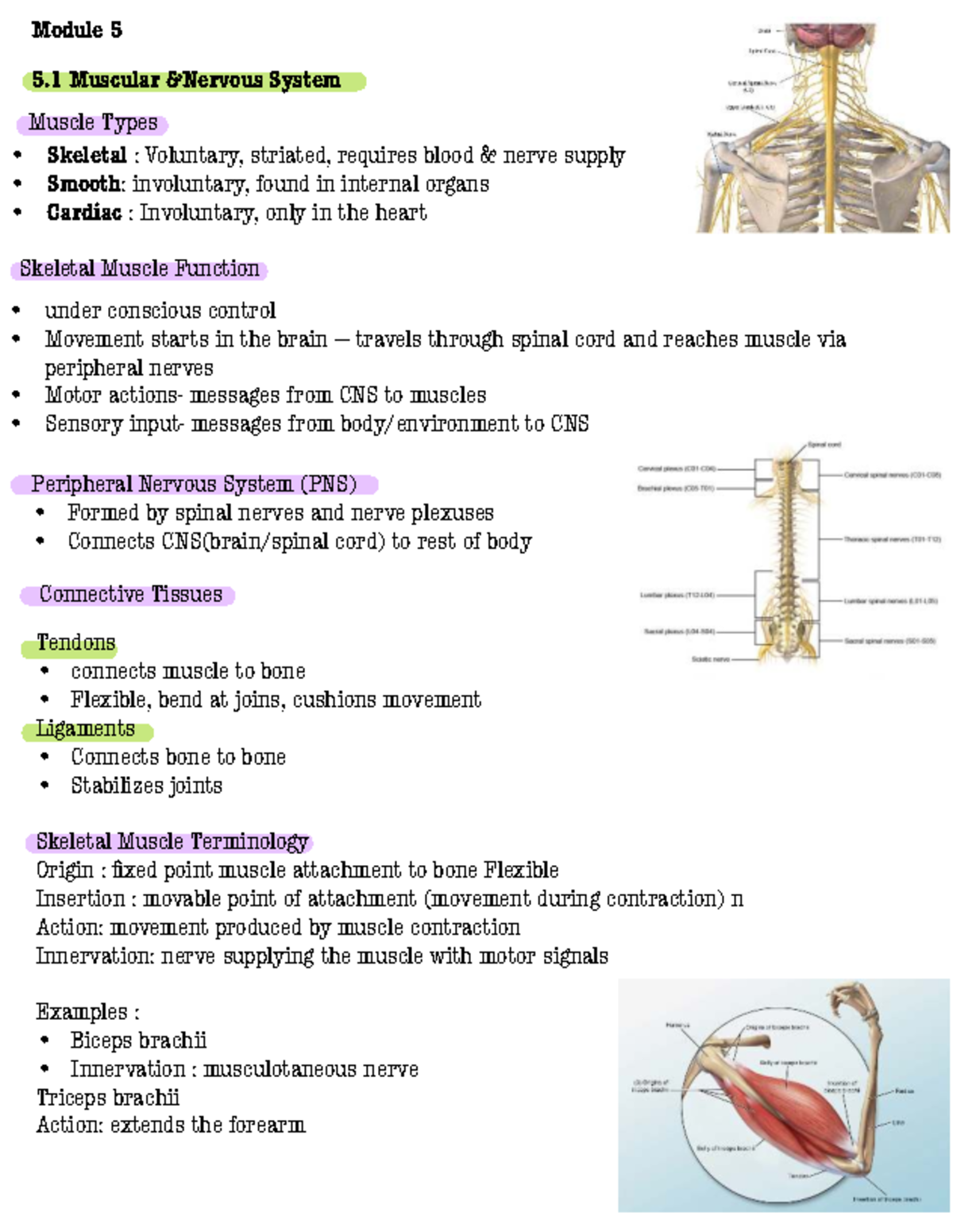 A & P 1 M5 - Muscular System Overview and Muscle Types Notes - Studocu