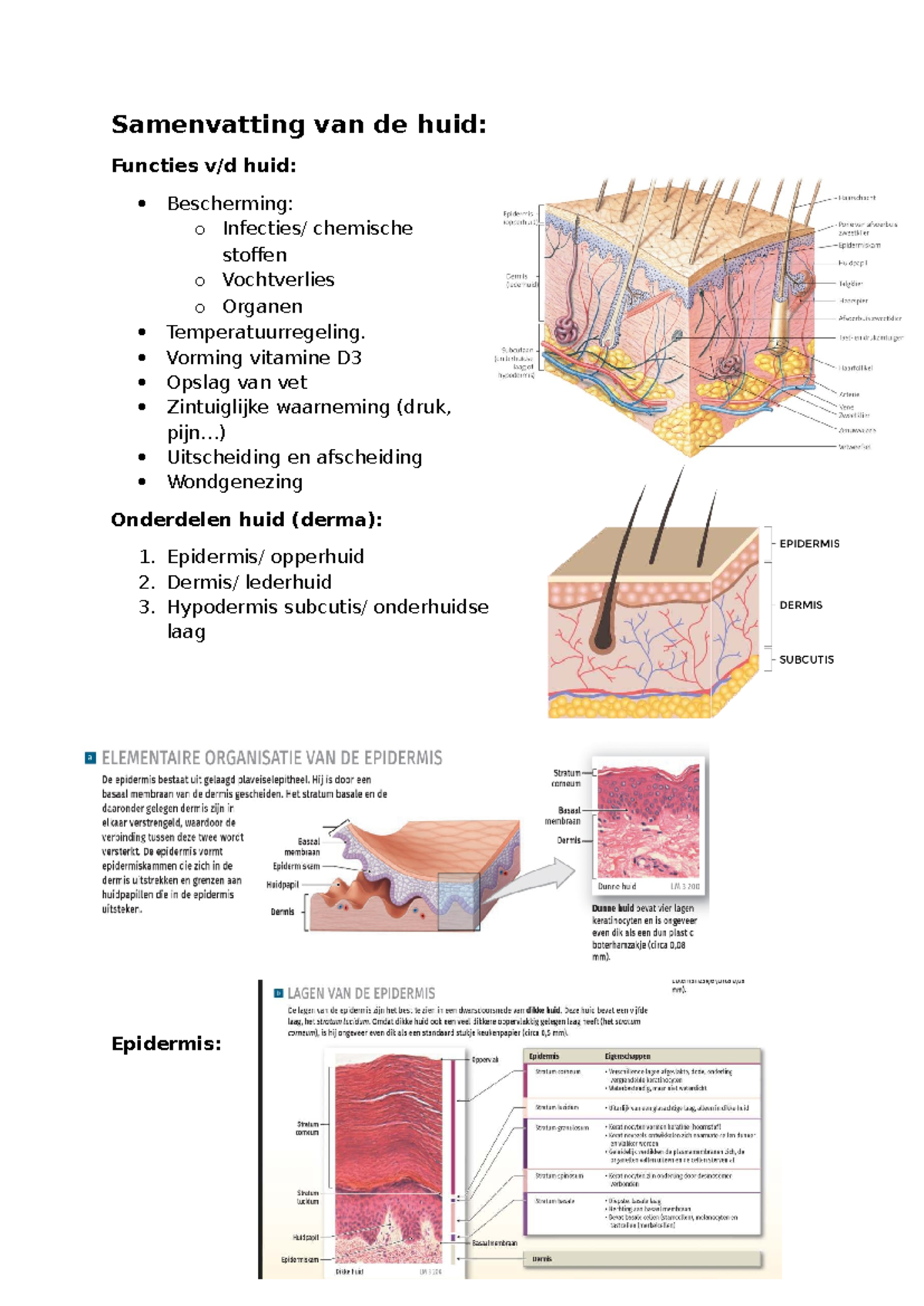Samenvatting van de huid: Functies, Onderdelen en Wondgenezing ...
