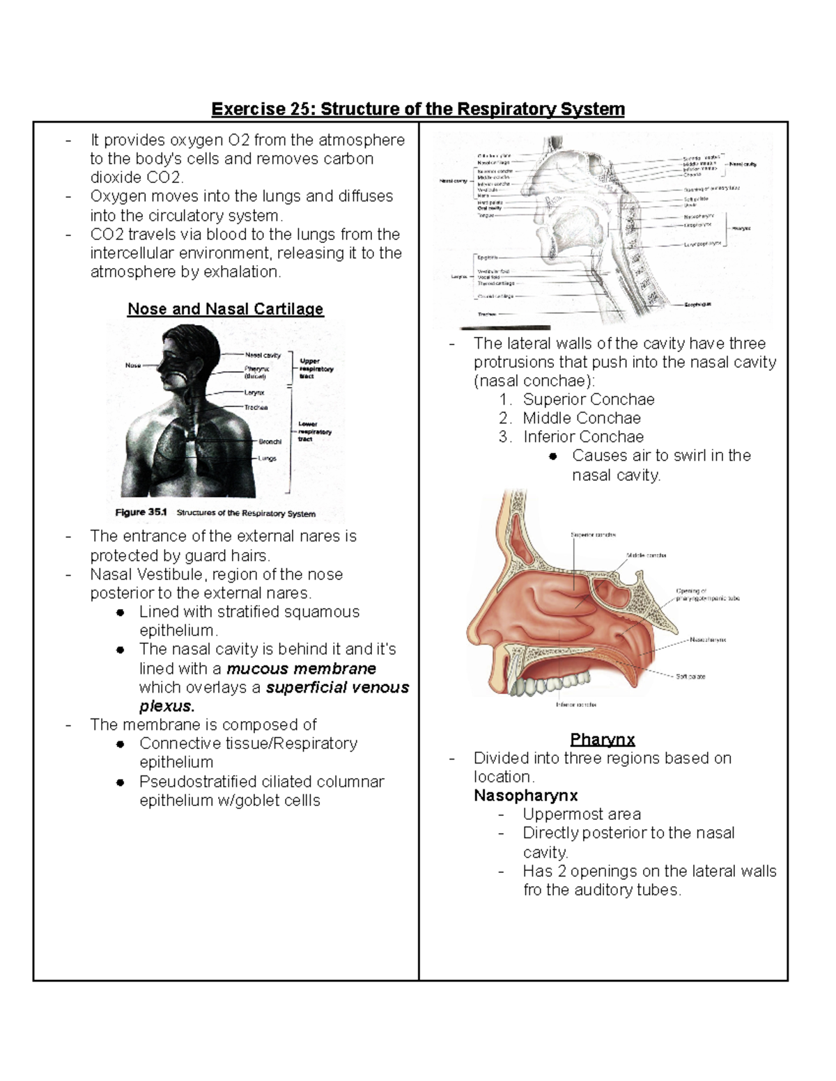 E35 Structure of the Respiratory System - Oxygen moves into the lungs ...
