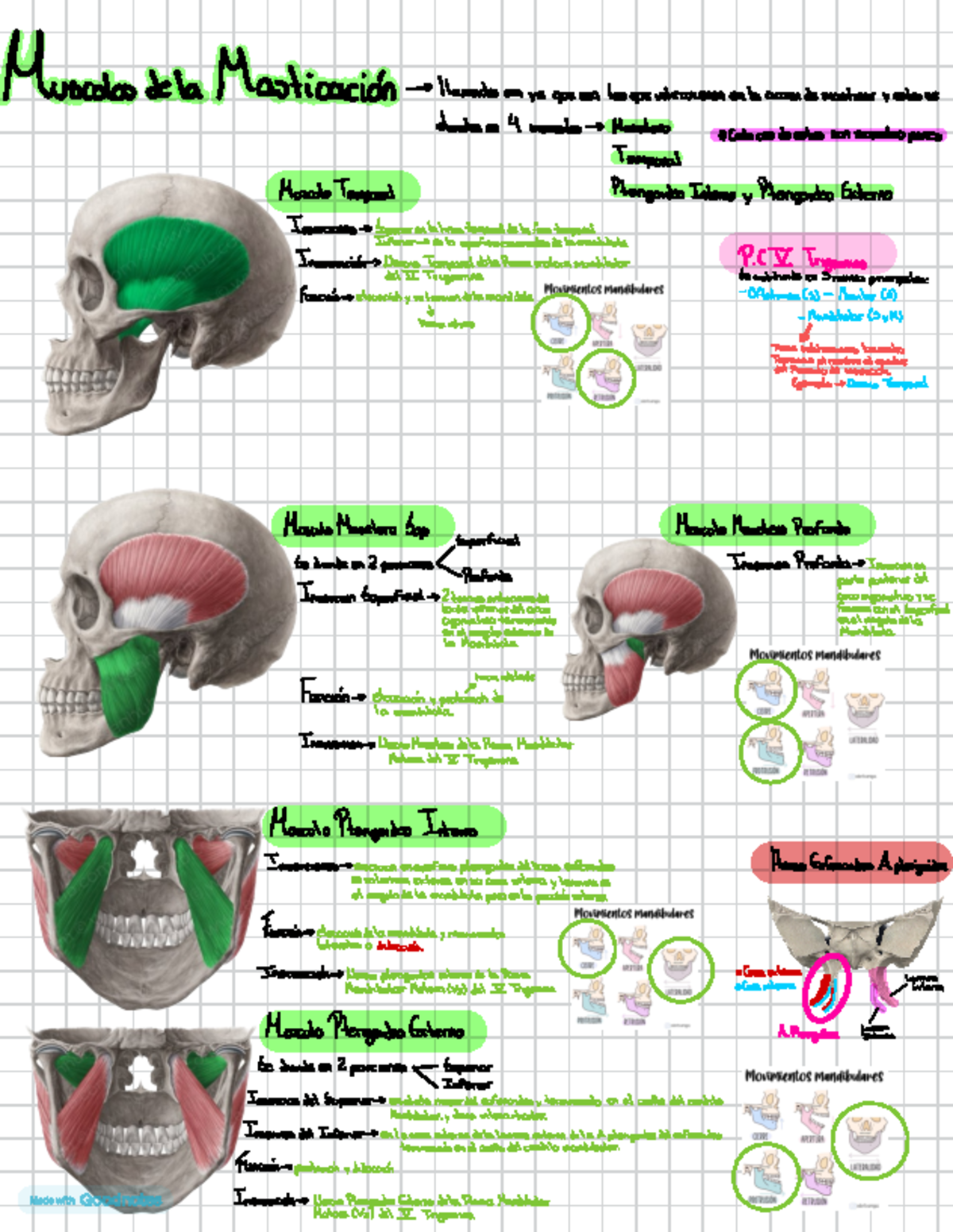 Anatomia Humana - Descripción de huesos de cabeza y cuello - Musculos de la Masticación ...