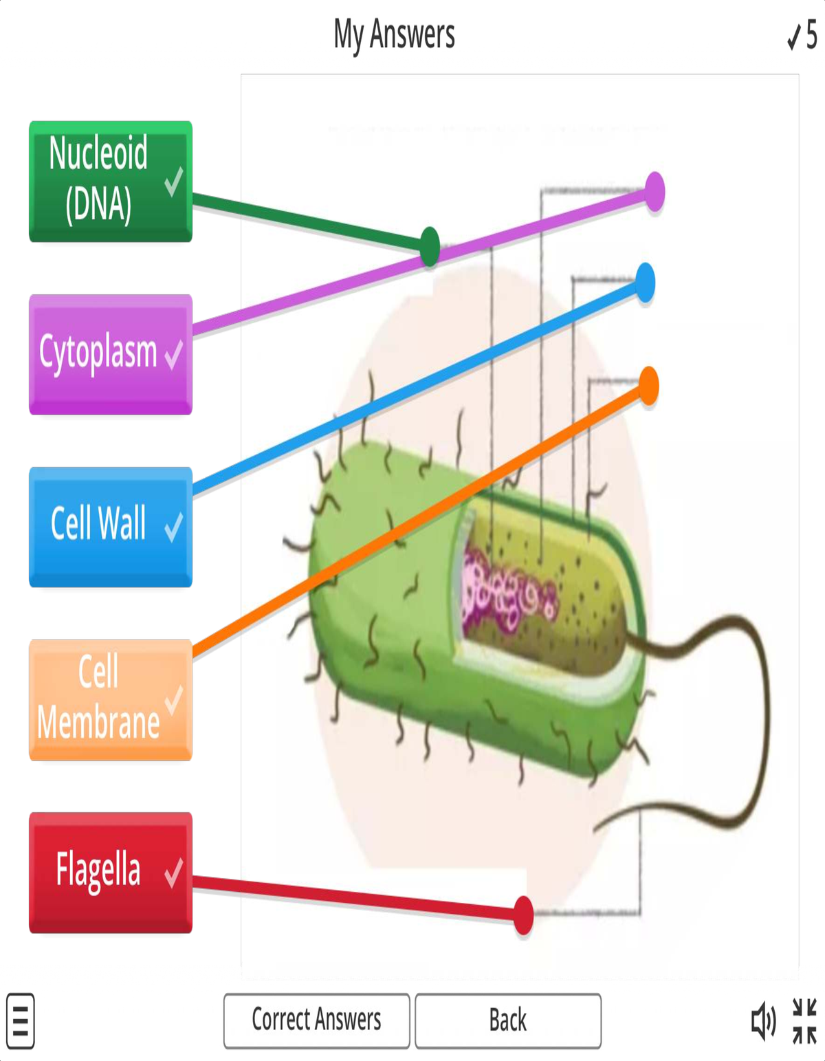 Bacteria Cell Diagram - Labelled for 9th Grade Biology - Studocu