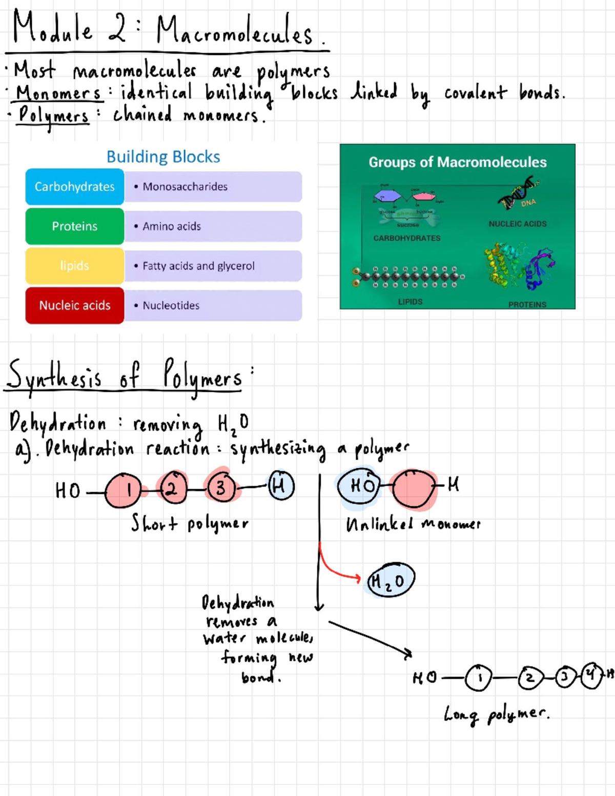 BIOL 1345 (Macromolecules) - Module 2: Macromolecules. Most ...