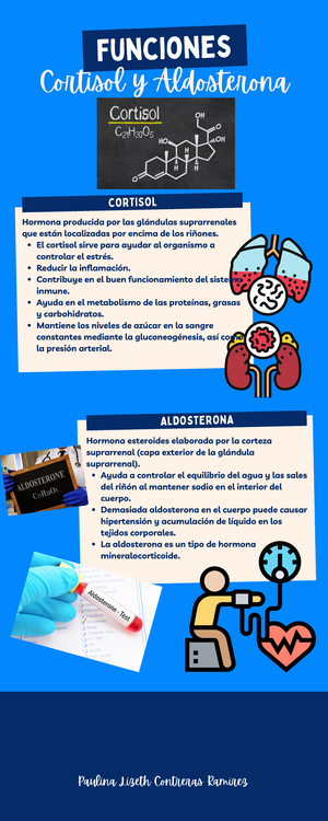 Ciclo celular: mitosis - profase, profase tardía - metafase - anafase ...