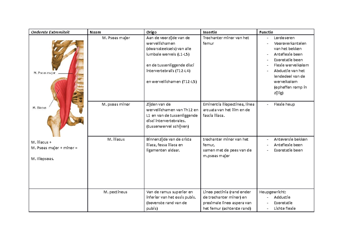Spieren: Origo, Insertie en Functie van de Onderste Extremiteit O.E ...