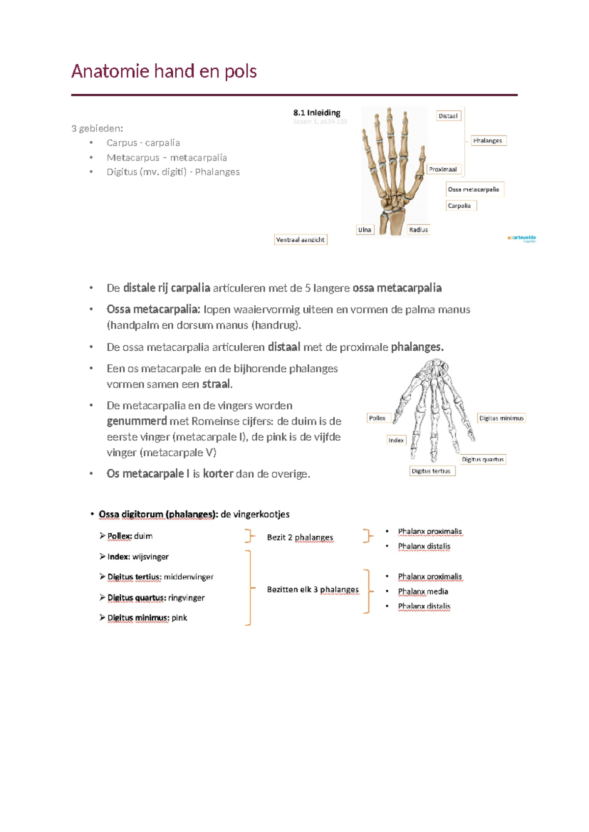 Anatomie van de Hand en Pols: Belangrijke Structuren en Bewegingen ...