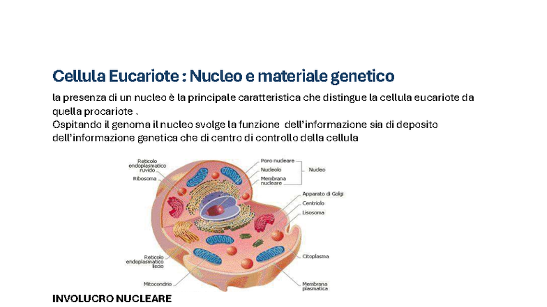 Nucleo e Materiale Genetico negli Eucarioti: Struttura e Funzioni - Studocu