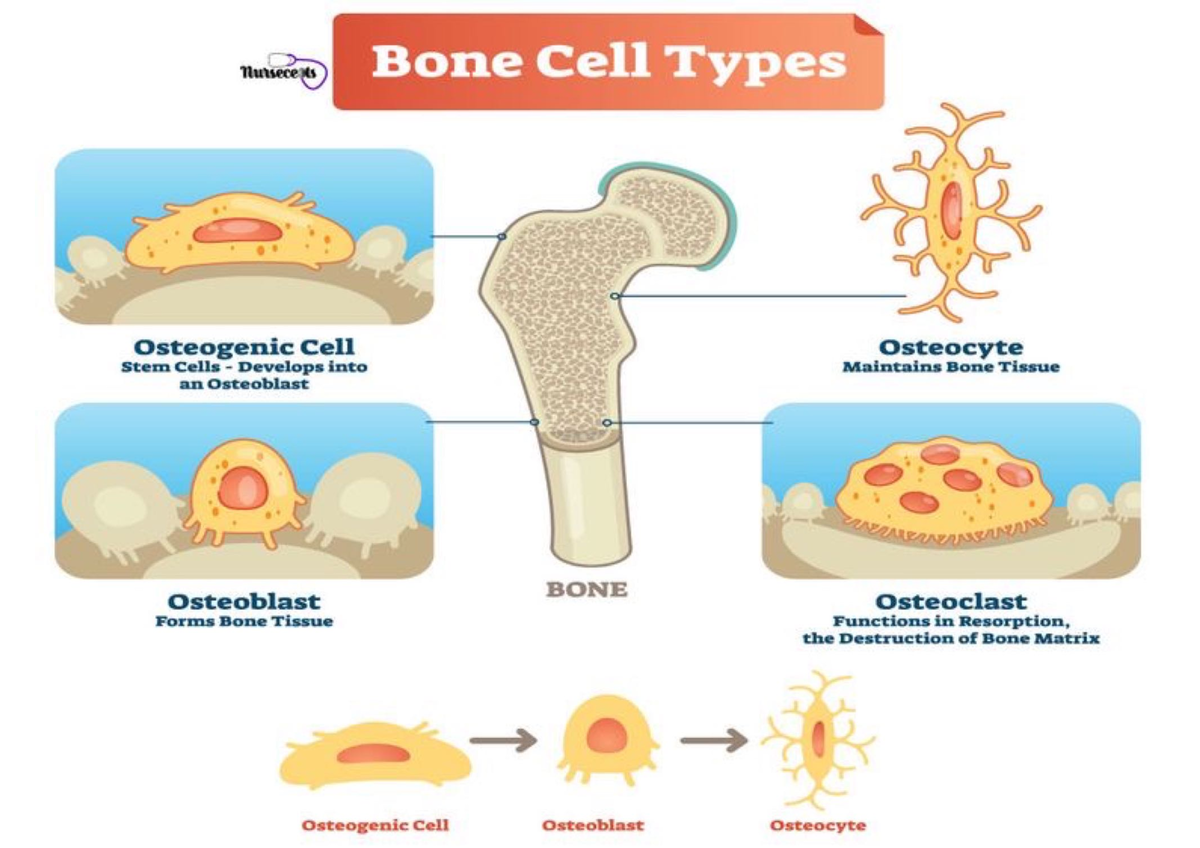 Learning with anatomy - Bone Cell Types jiccwiaile ticks 5 1st cervical ...
