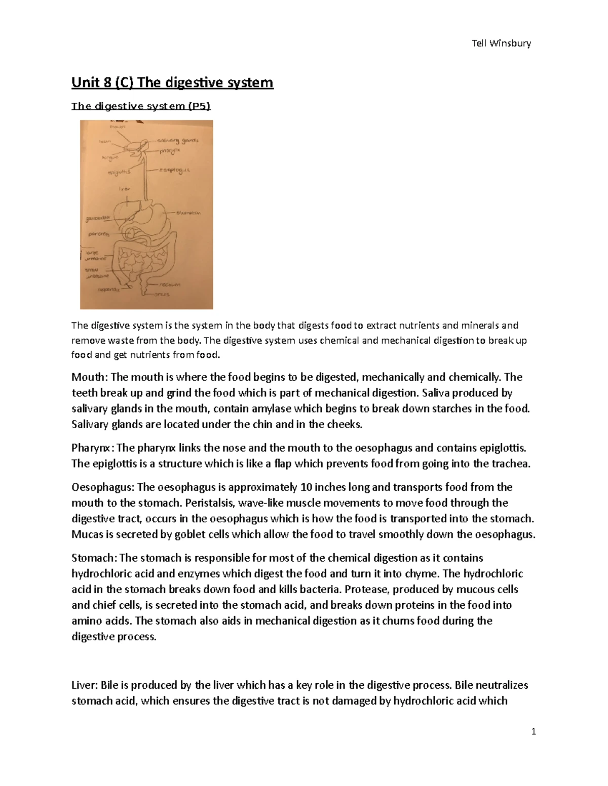 Btec Applied Science Unit 8 Unit 8 C The Digestive System The Digestive System P5 The