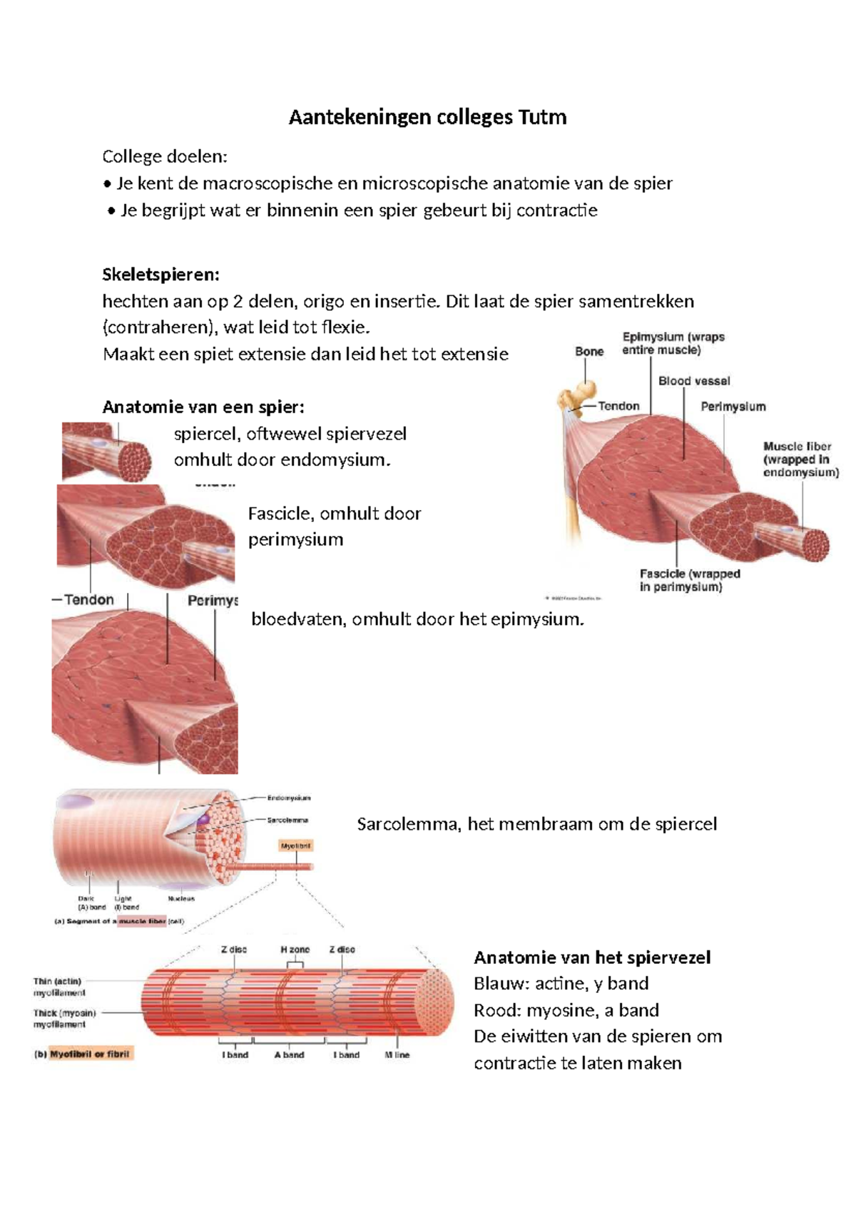 Aantekeningen colleges TutM: anatomie van spieren en trainingsprincipes ...