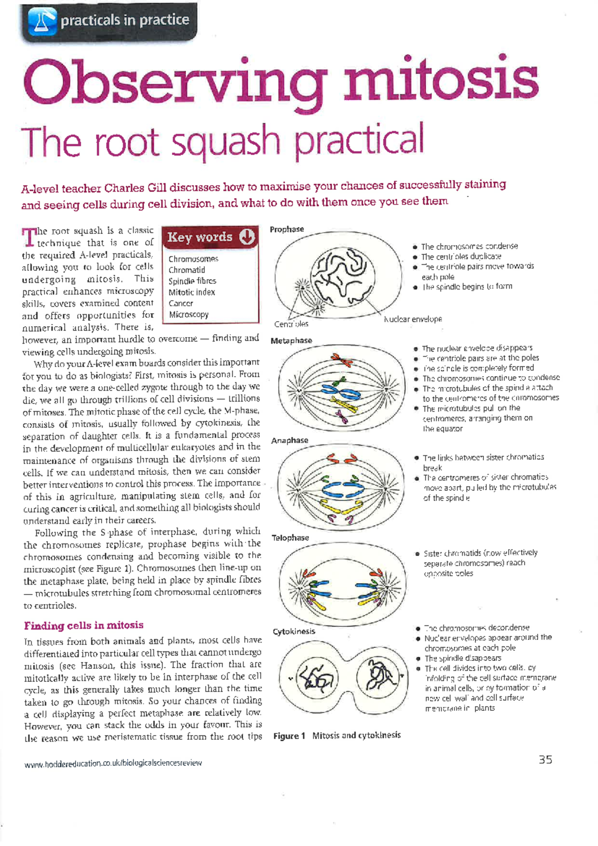 BIOL 101: Practical Guide to Observing Mitosis in Root Squash - Studocu