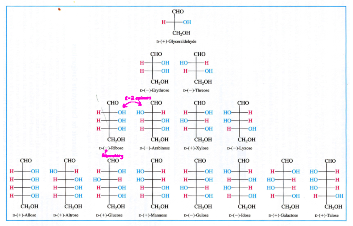 2-Adose Chart-Mnemonics - c 2epimers levorotary Memorizing the Aldoses ...