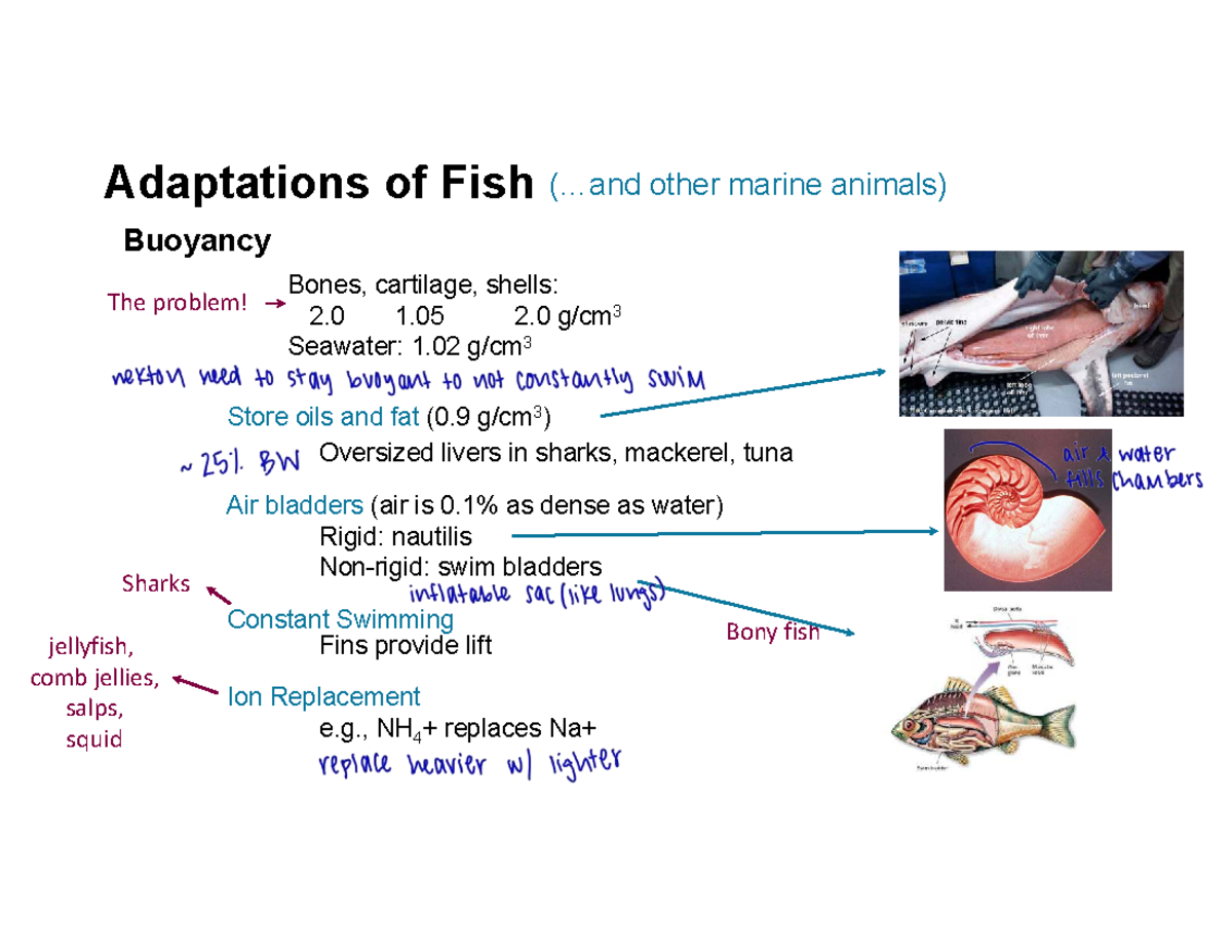 Adaptations of Fish and Marine Mammals in Nekton II (Course Code ...
