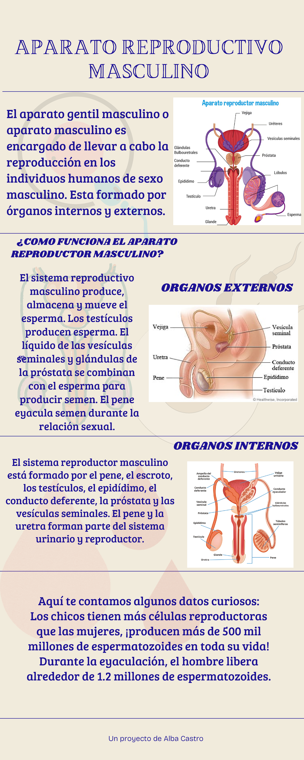 Proyecto de Infografía sobre el Aparato Reproductivo Masculino ...