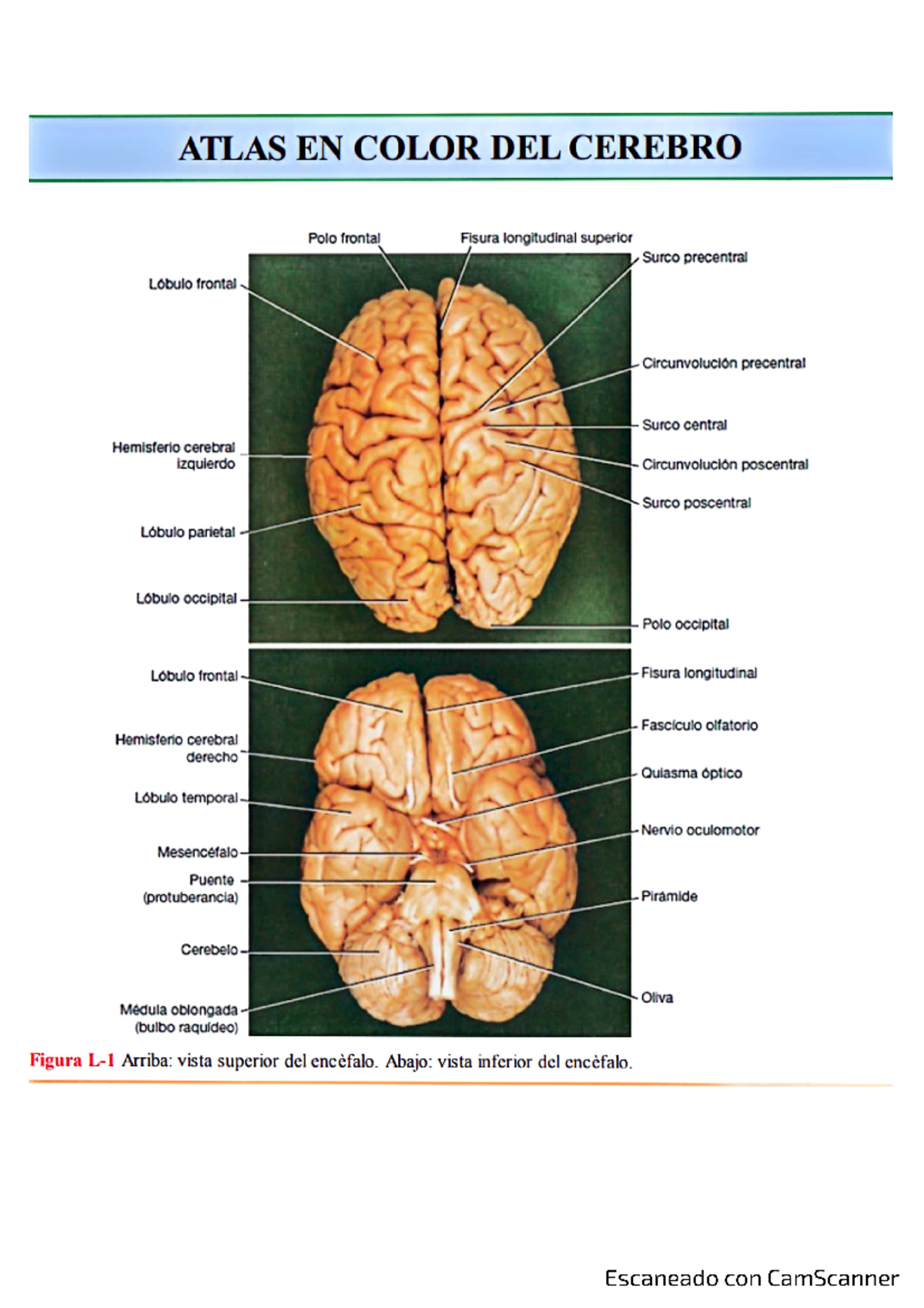 Estructuras y Partes del Cerebro: Atlas Colorido y Descripción - Studocu