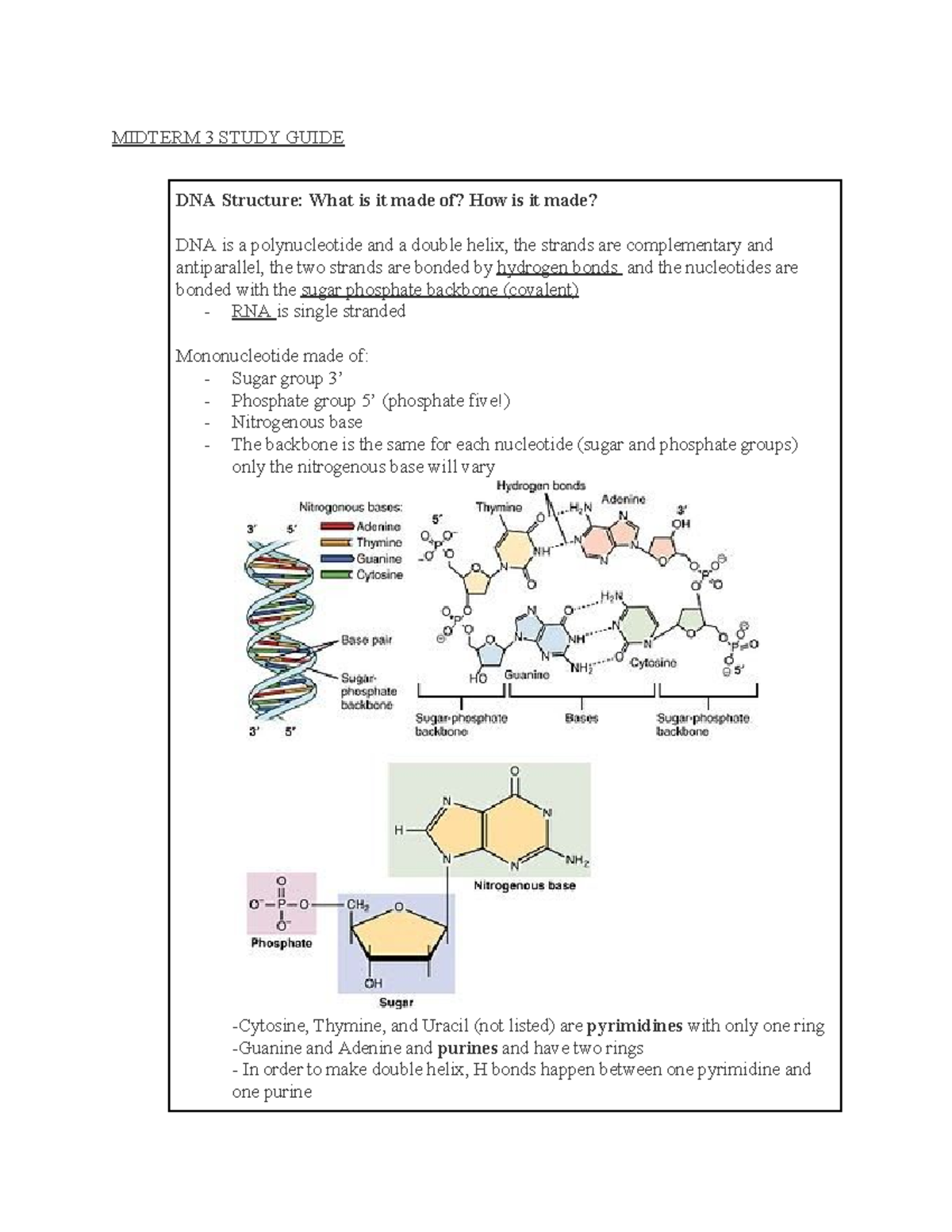 Midterm 3 Study Guide: DNA Structures, Replication, and Translation ...