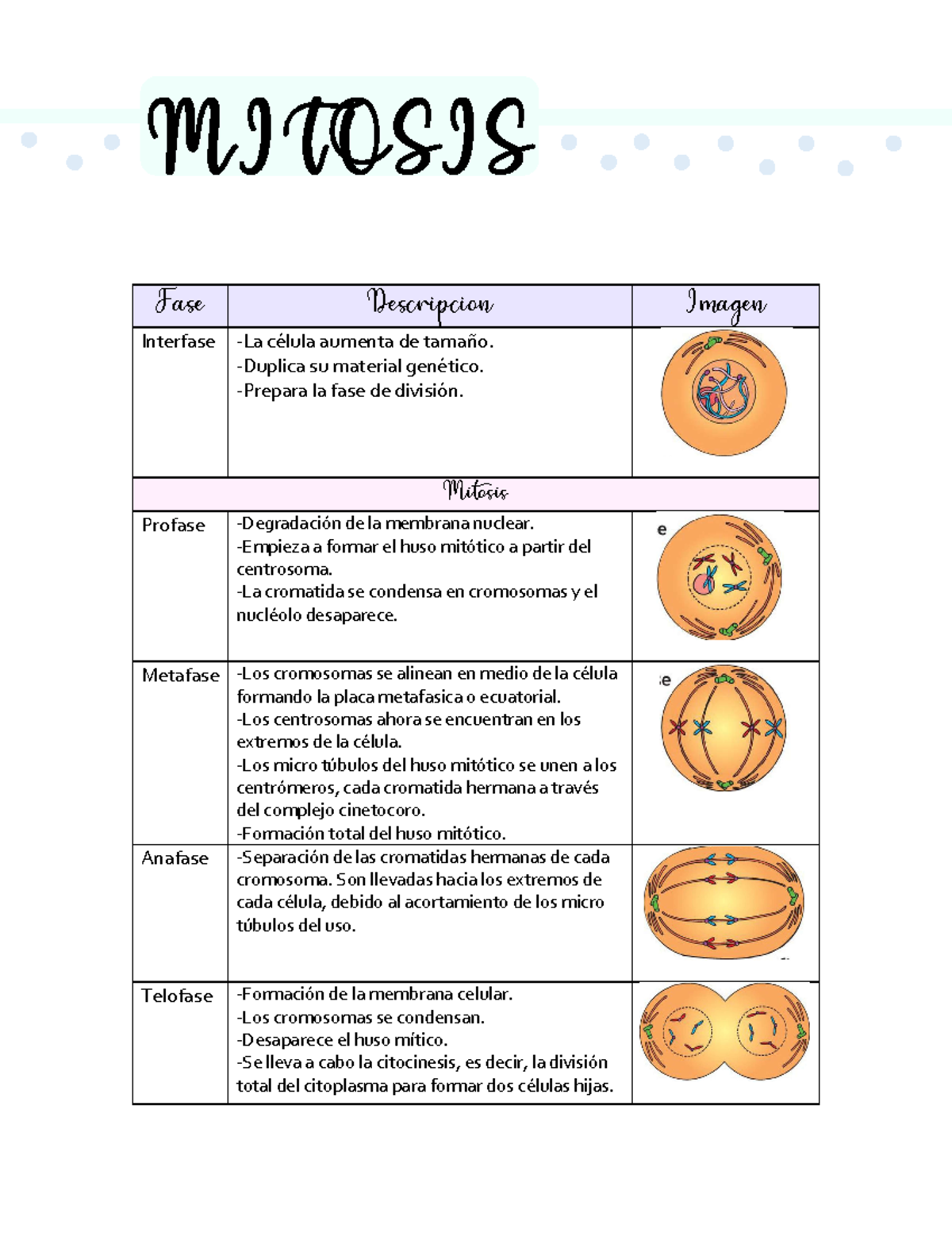 Dibujo De Las Etapas De La Mitosis Etapas Del Ciclo Celular. La