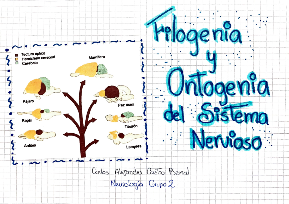 Filogenia y Ontogenia - NeuroAnatomia - Studocu