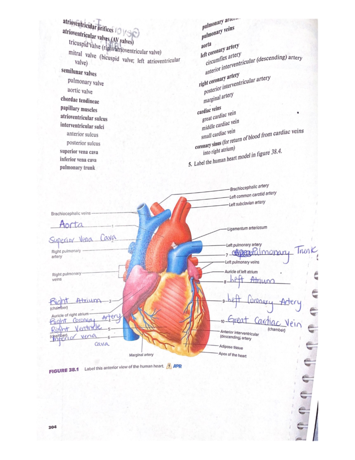 Heart Structure - Lab Exercises for Anatomy & Physiology (38) - Studocu