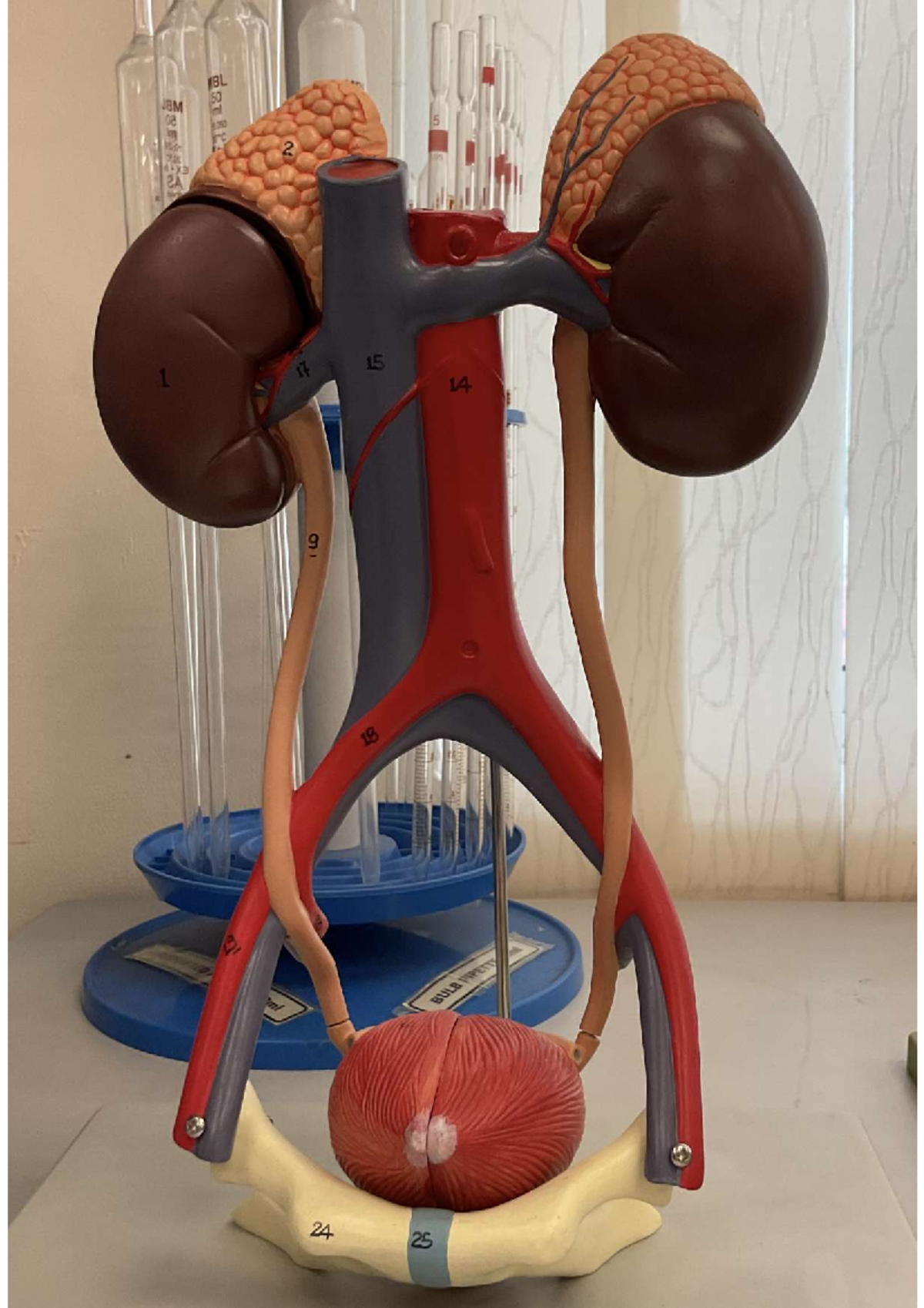 14 25 15 18 6 24 IT 1 Kidney and Urinary System Model Drawing - Studocu