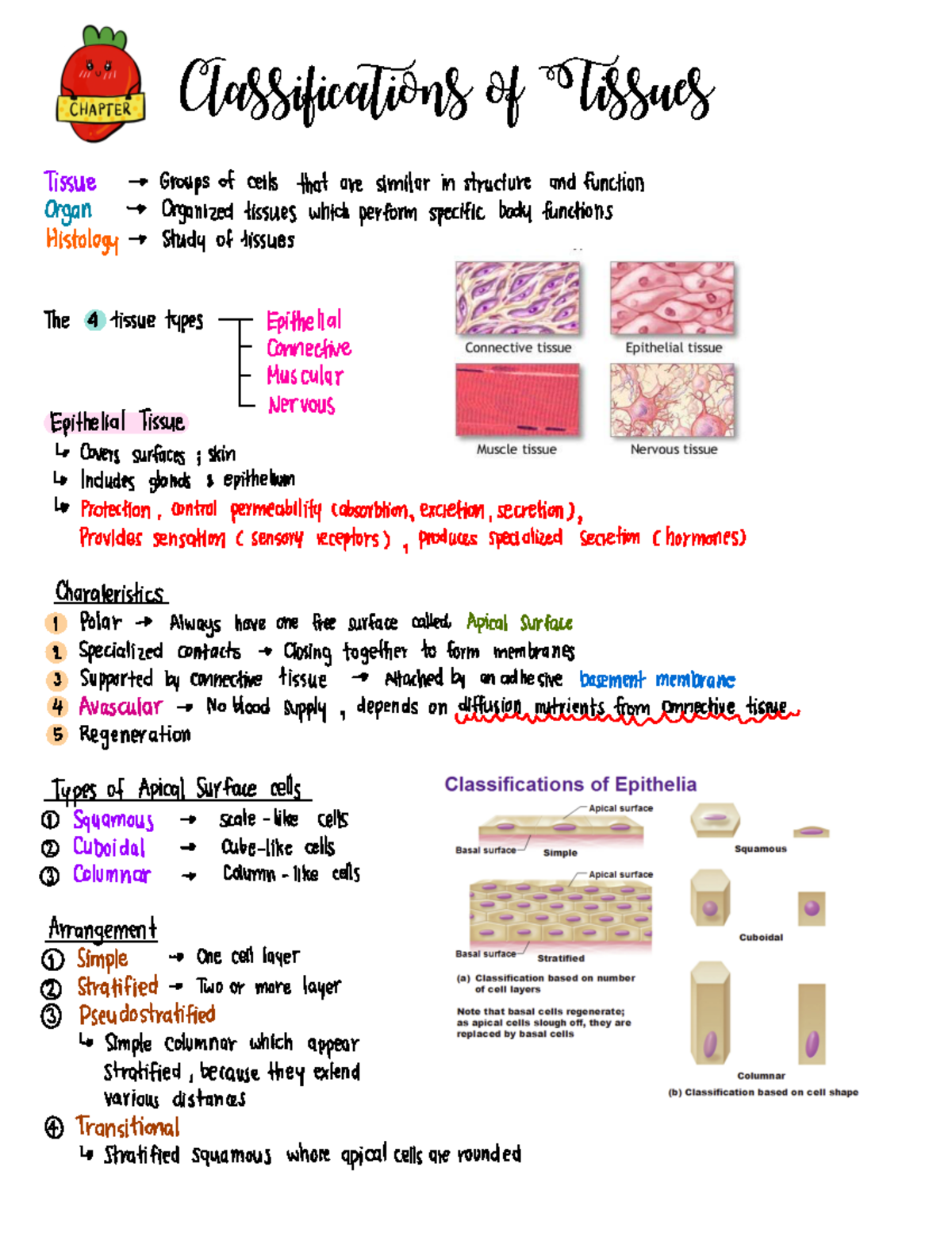Classifications of Tissues - Classifications of Tissues Tissue ³ Groups ...