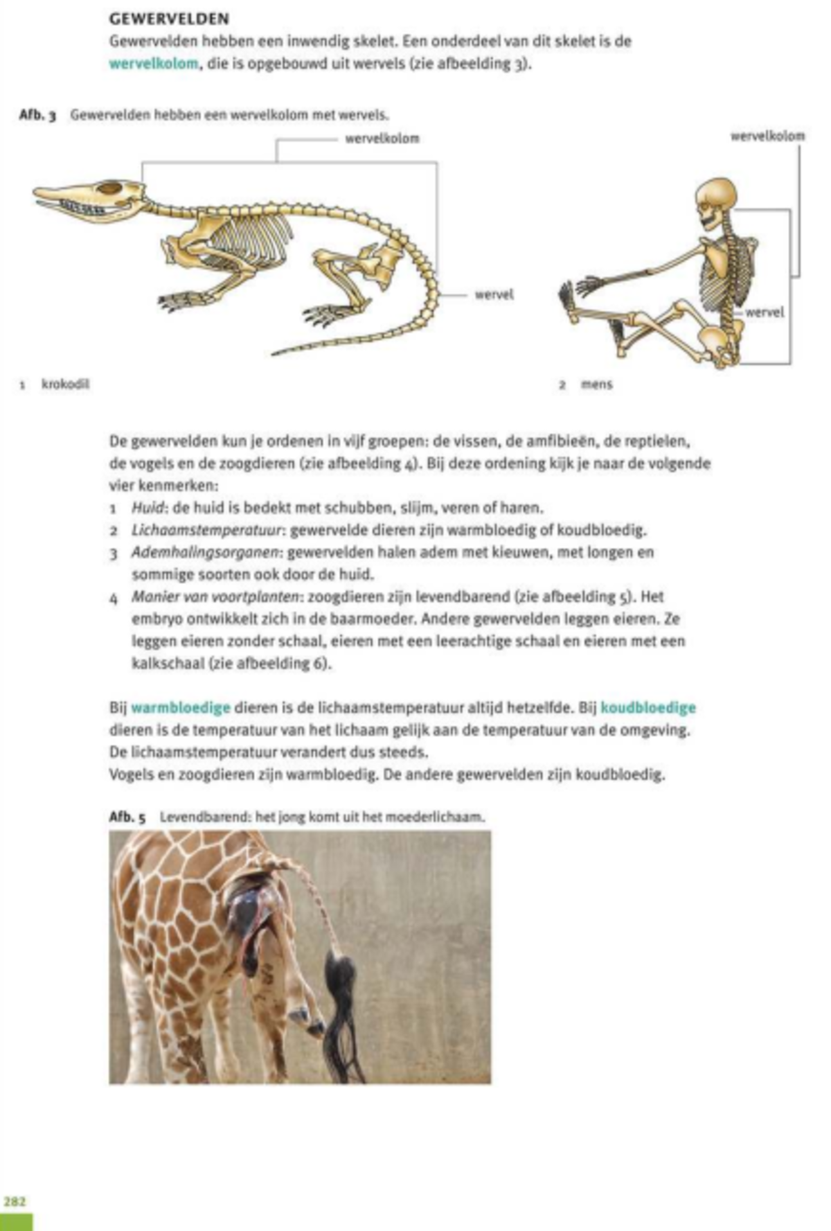 "GEWERVELDEN: Inwendige Skeletstructuur en Kenmerken" - Studeersnel