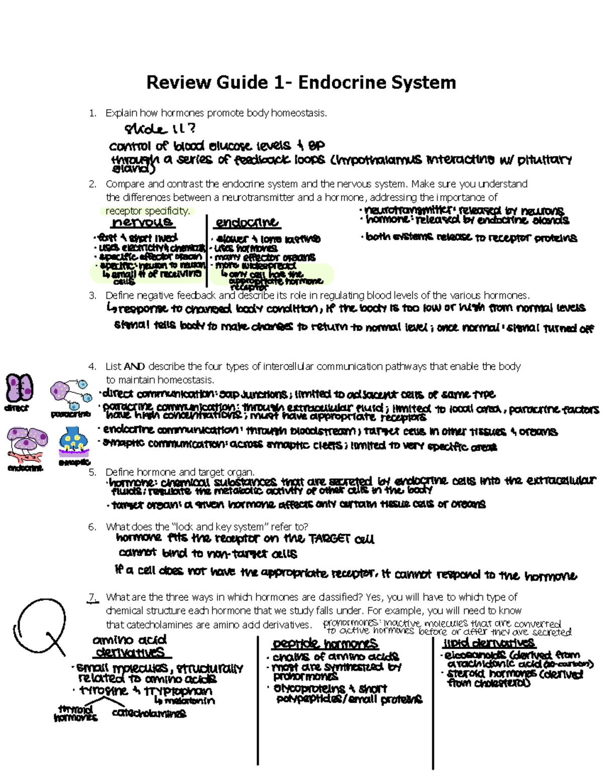 Endocrine System Review Guide 1: Concepts & Mechanisms Explained - Studocu