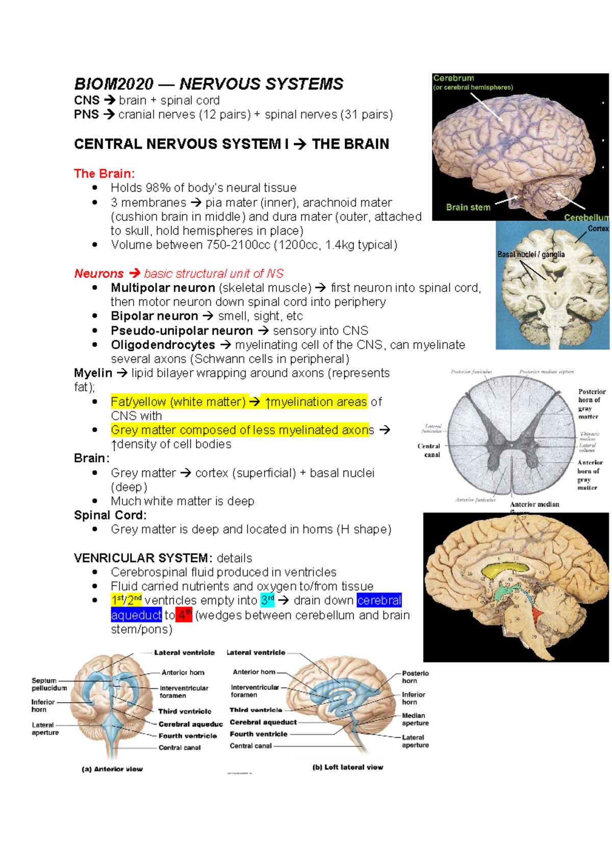 BIOM2020 Nervous Systems Summary Notes for Final Exam Study - Studocu