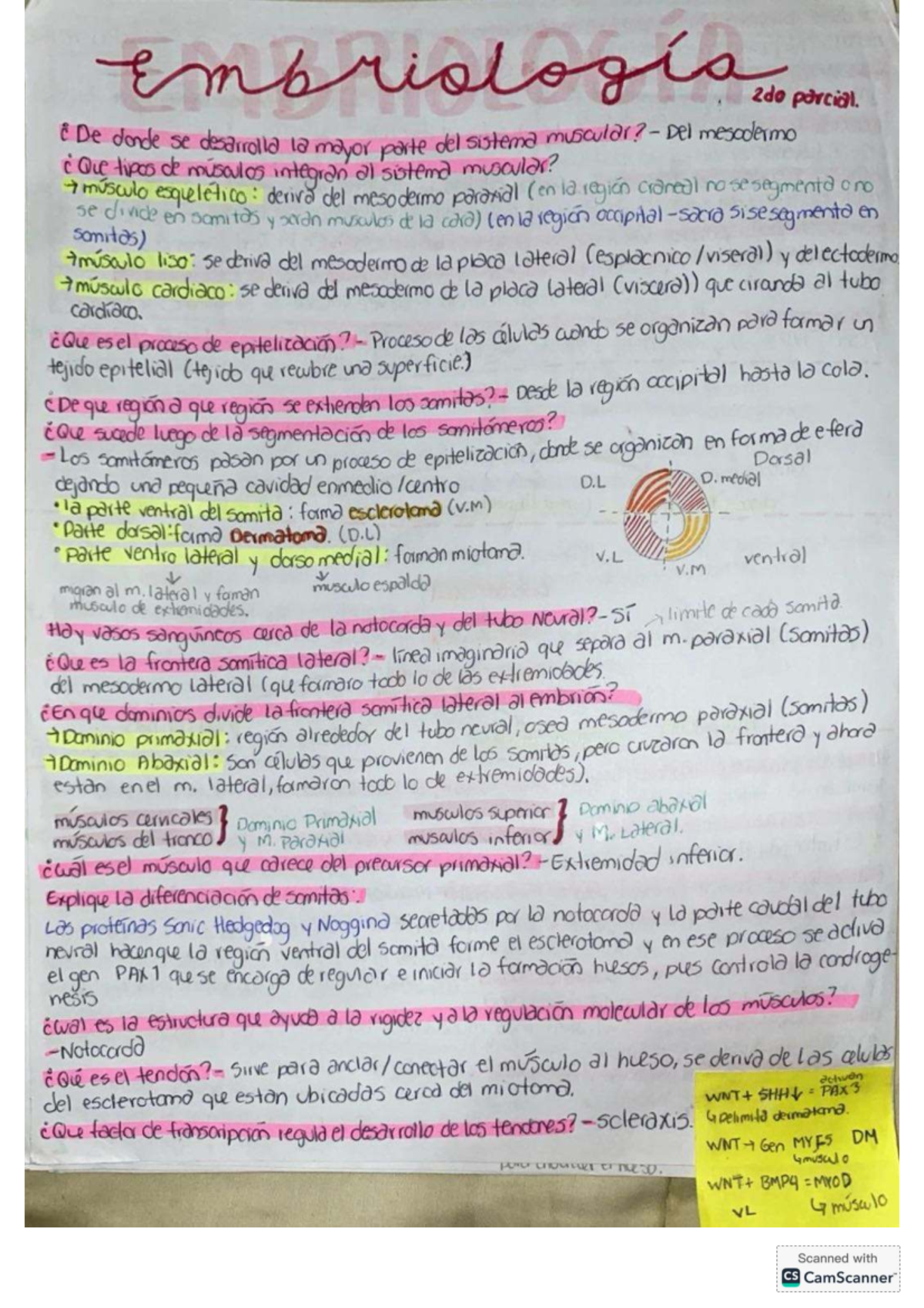 Embrio MARCE 2do Parcial: Desarrollo del Sistema Muscular y ...