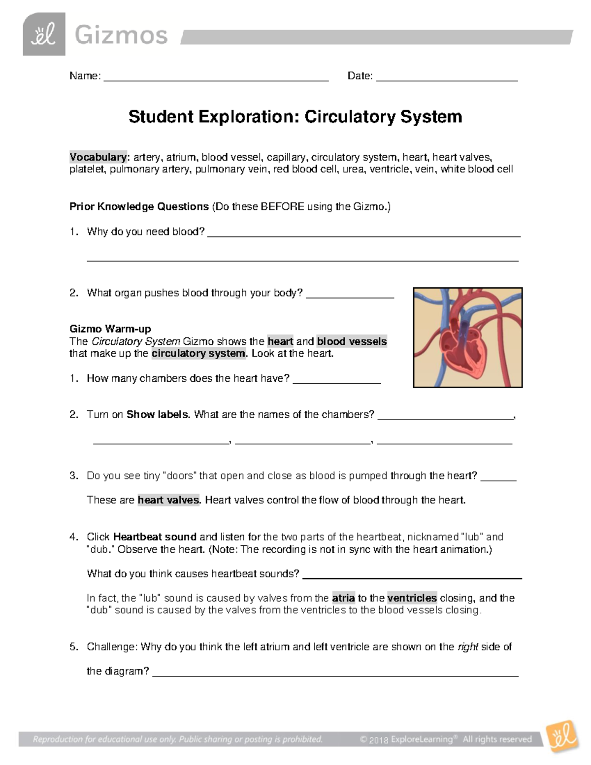 Gizmo Circulatory System SE - Name ...