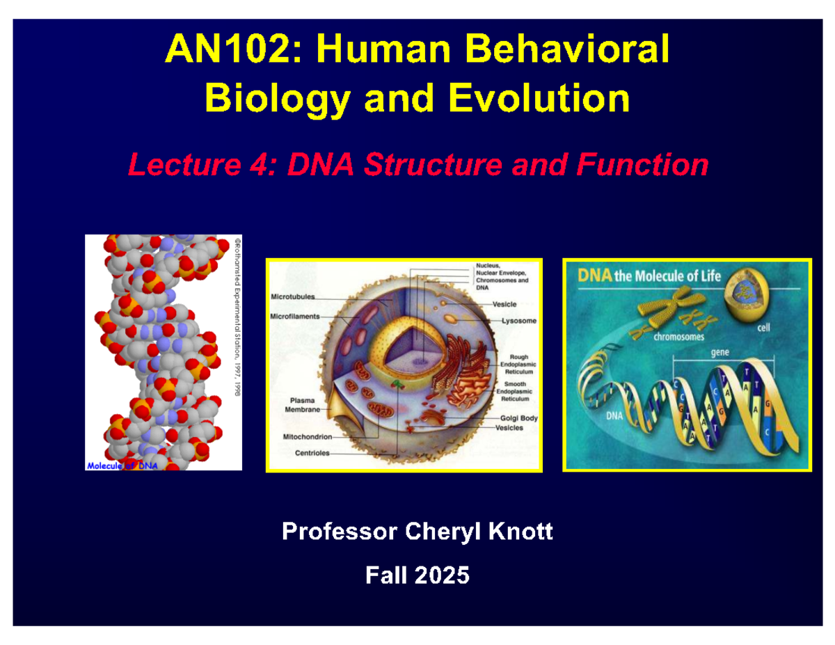 AN102: Lecture 4 - DNA Structure, Discovery & Protein Synthesis - Studocu