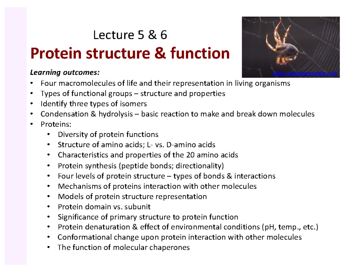 Lecture 5 & 6: Overview of Protein Structure, Function & Synthesis ...