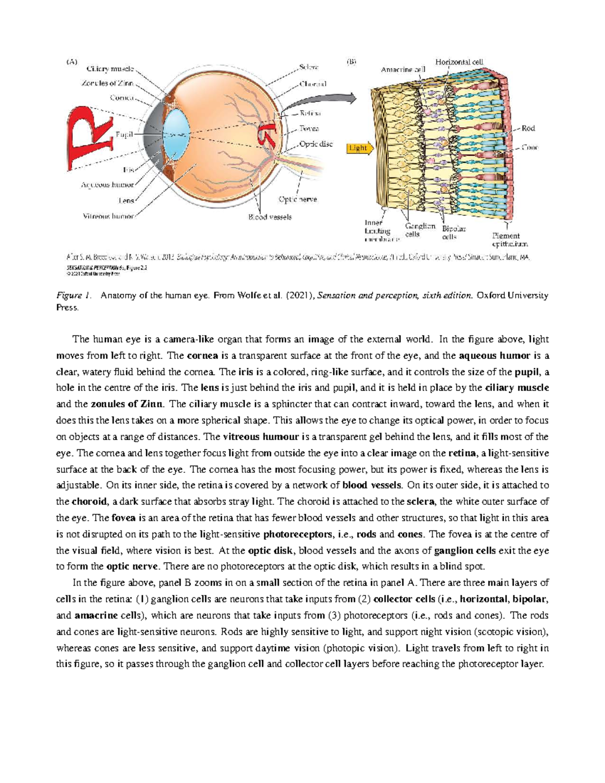 Anatomy of the Human Eye: Key Structures and Functions (Sensation ...