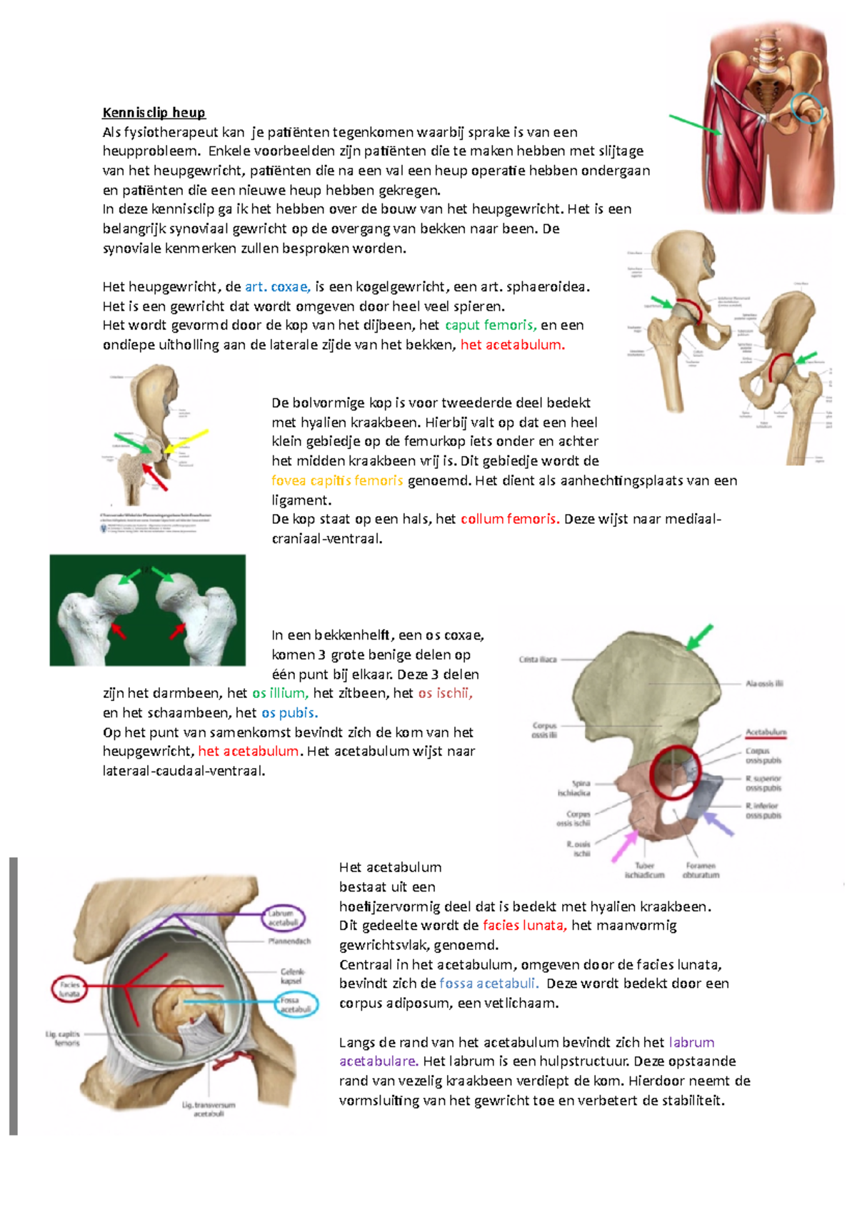 Kennisclip Heup: Anatomie en Functie van het Heupgewricht - Studeersnel