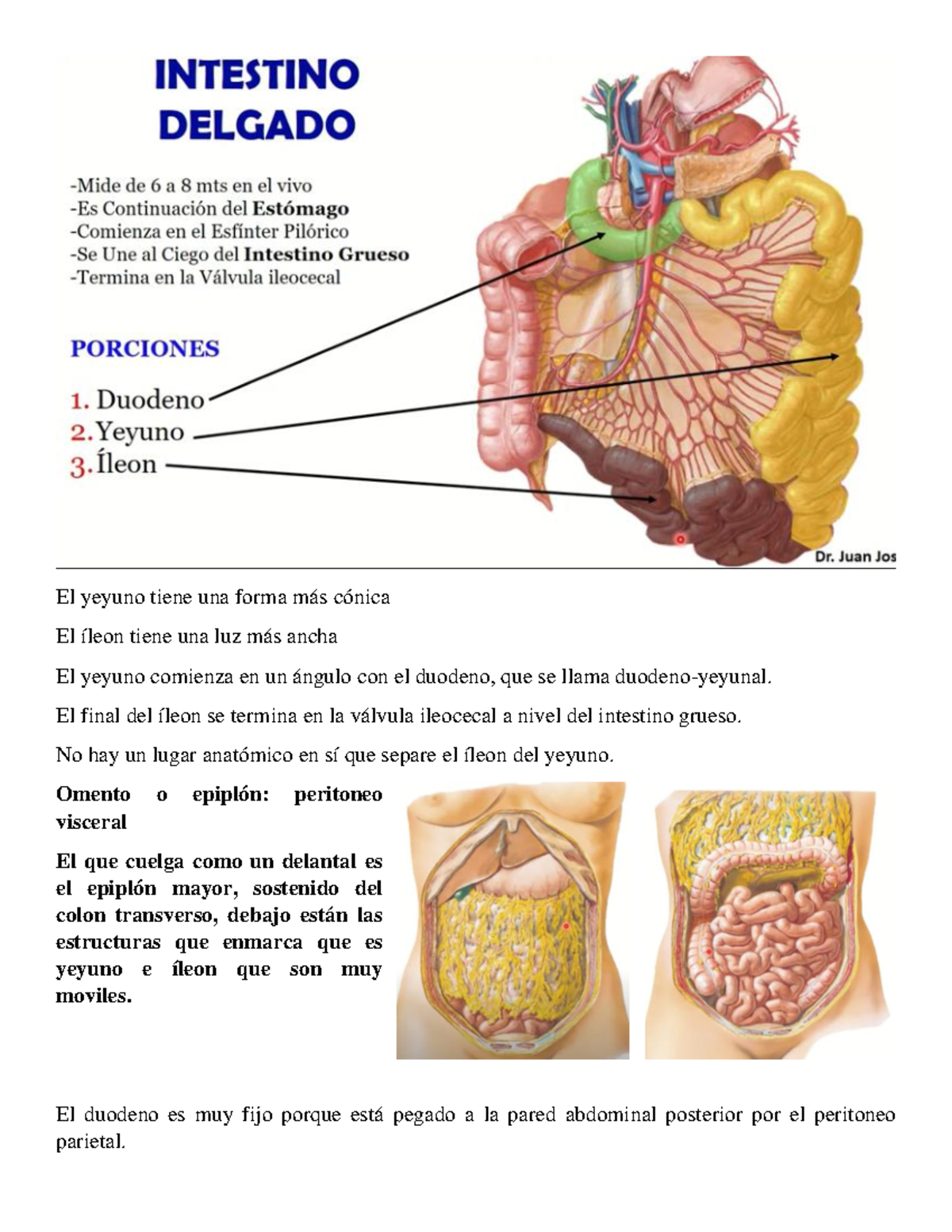 Yeyuno e Íleon: Resumen Anatomía del Intestino Delgado - Studocu