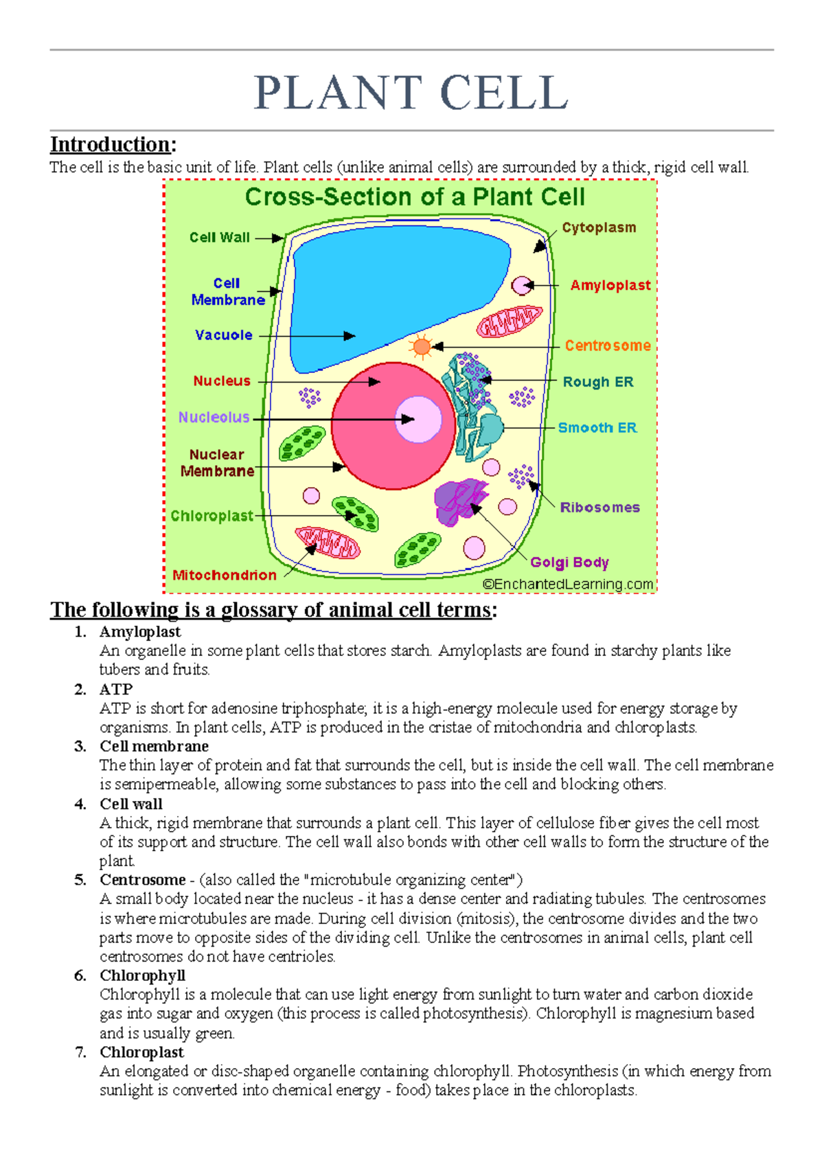 PLANT CELL Glossary: Key Terms for CSS Study - Studocu