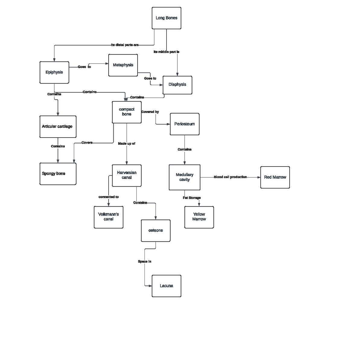 Long Bone Concept Map - Great - Long Bones Articular cartilage ...