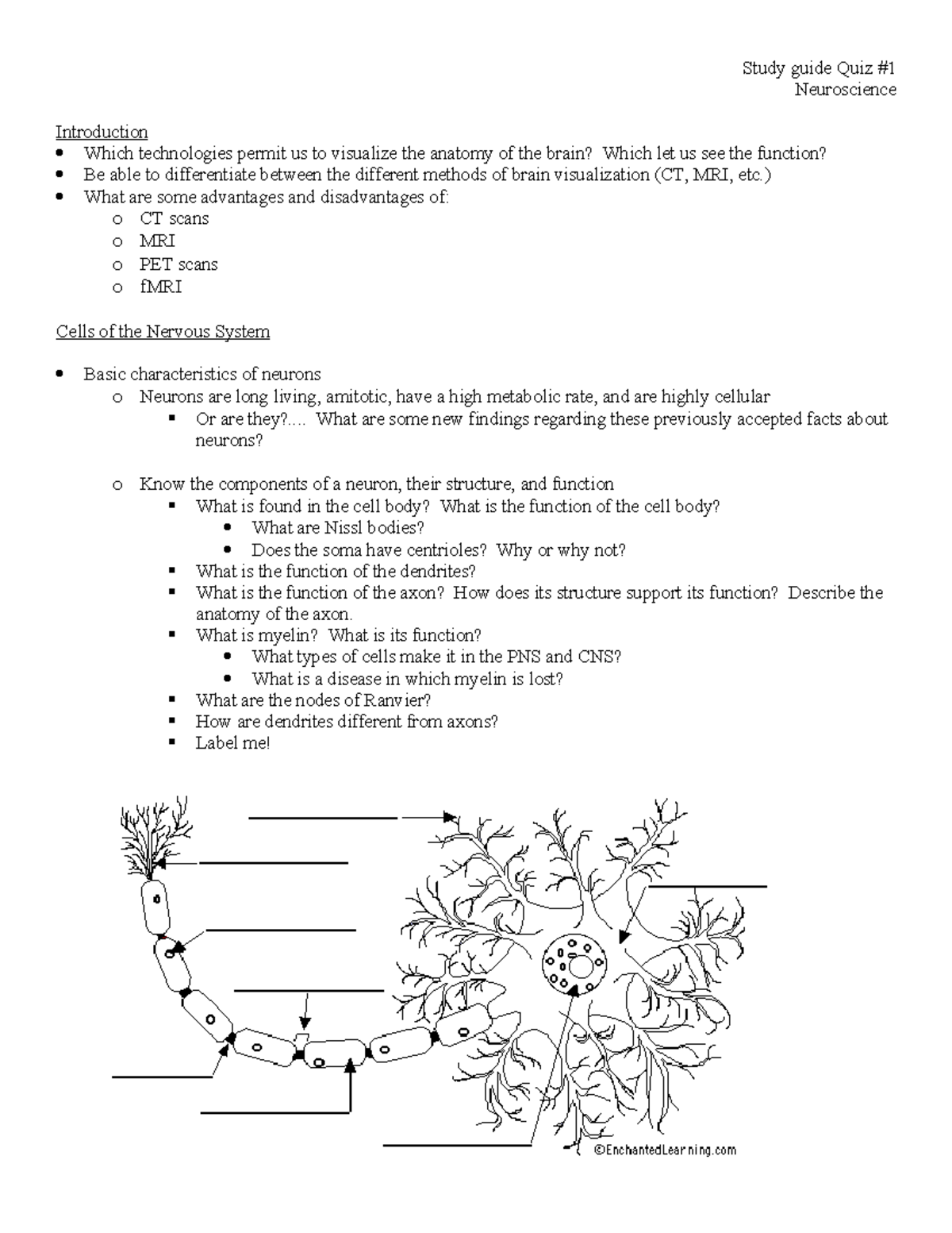 Neuroscience Quiz #1 Study Guide: Brain Anatomy & Function - Studocu