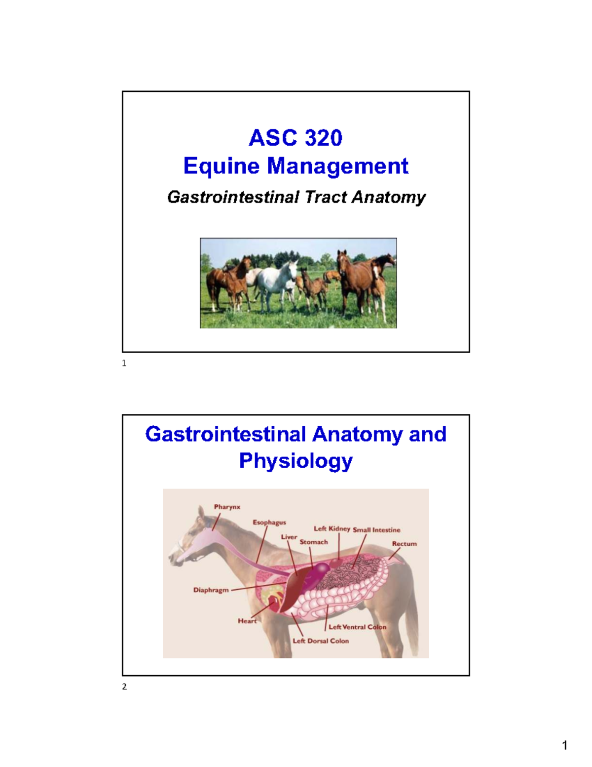 Equine Management: Gastrointestinal Tract Anatomy - ASC 320 Lecture ...