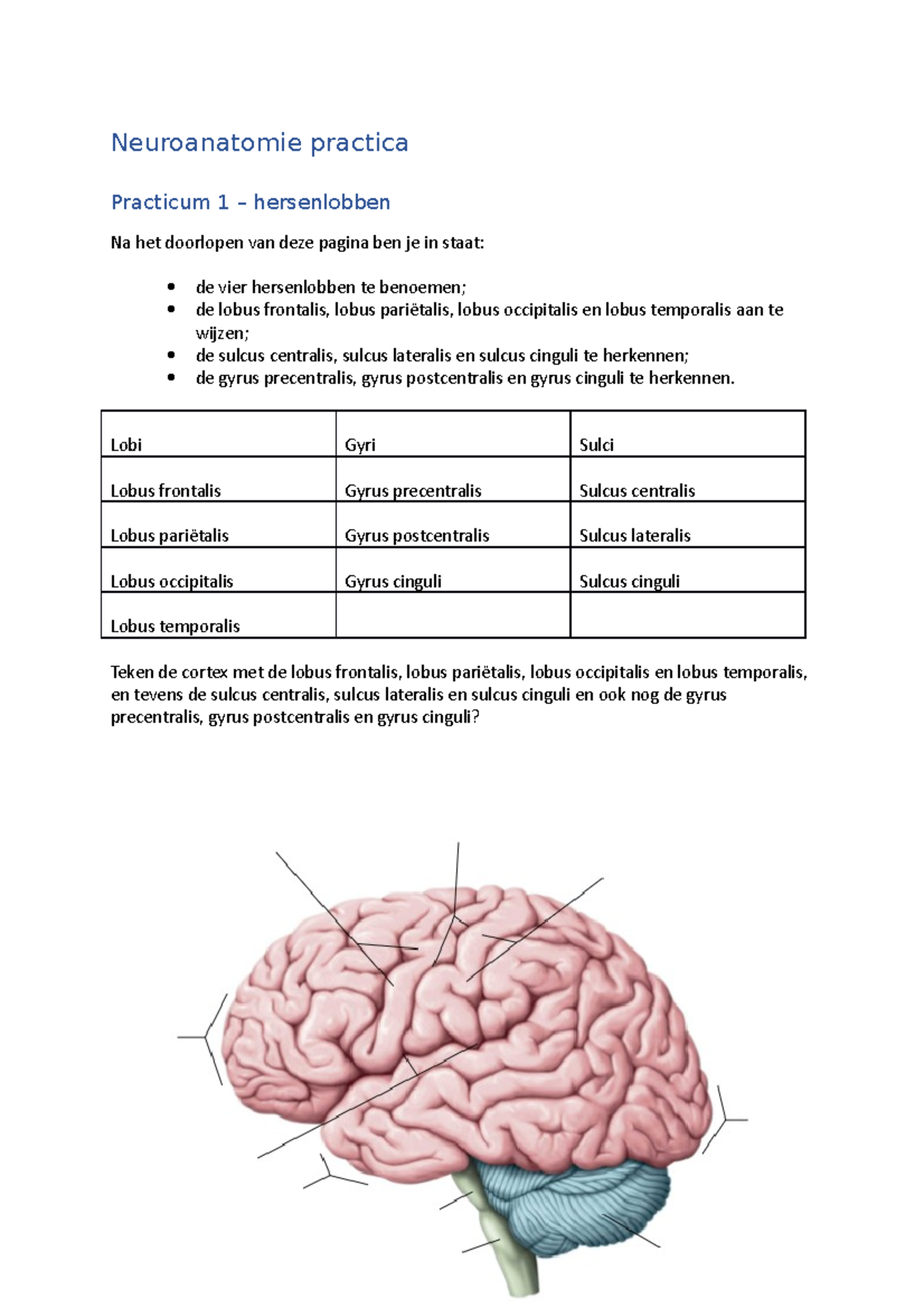 Neuro Practicum - Hersenlobben en Hersenvliezen Overzicht - Studeersnel