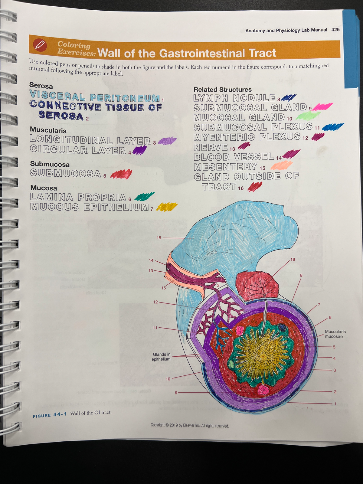 Anatomy 2 Lab 44 - Anatomy and Physiology Lab Manual 425 Coloring ...