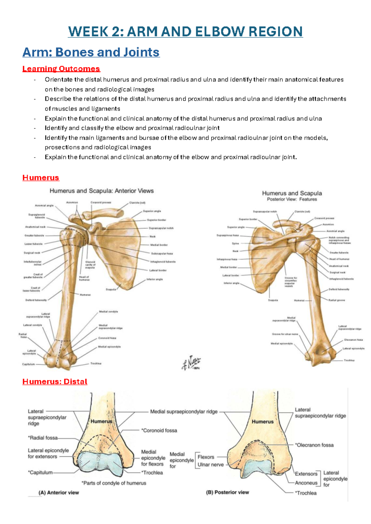 Week 2: Arm and Elbow Joint Anatomy and Learning Outcomes - Studocu