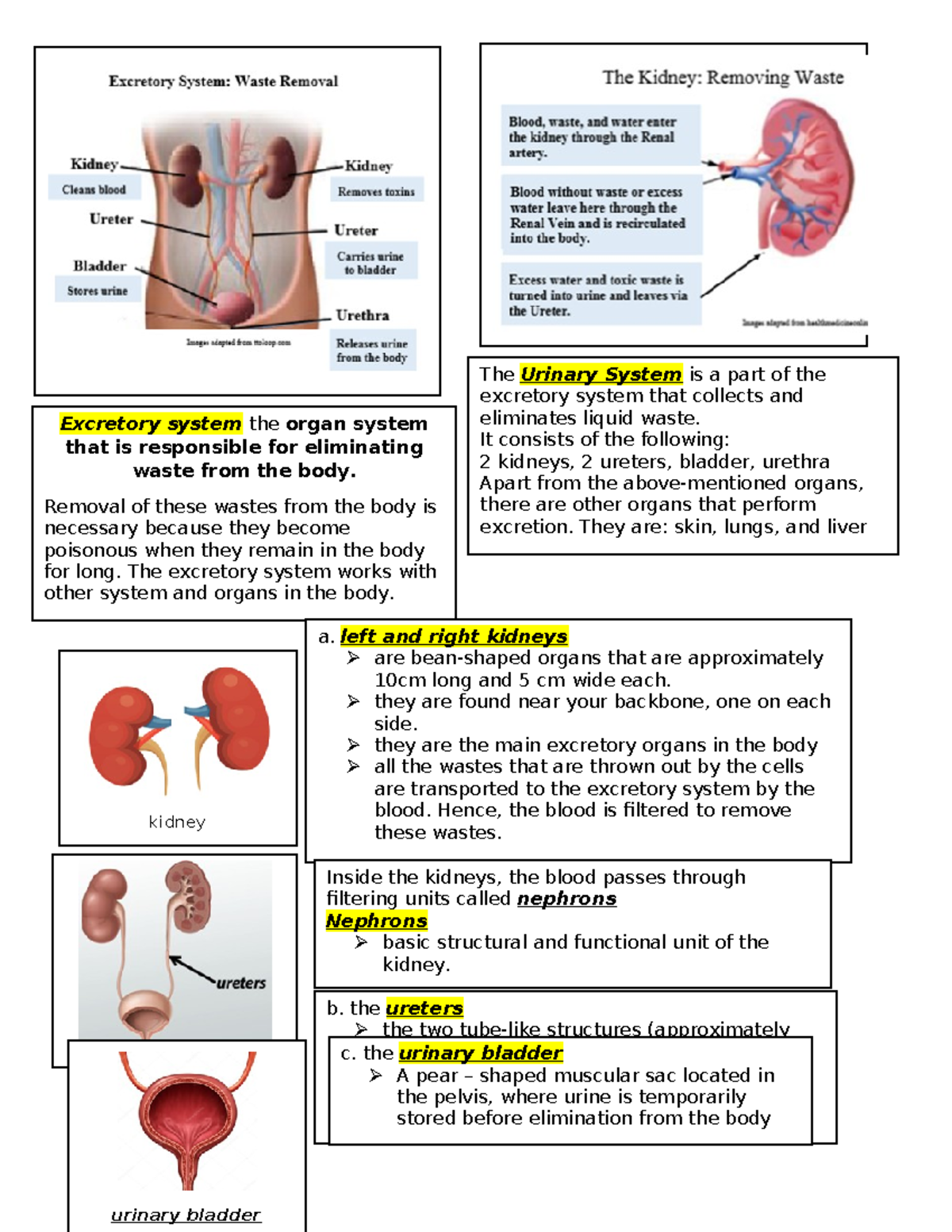 Urinary System - kidney urinary bladder Excretory system the organ ...