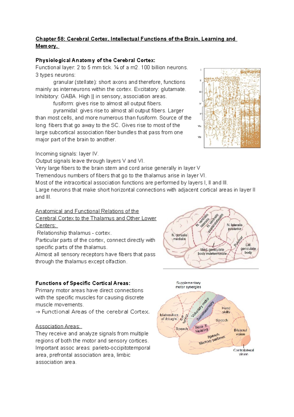 Chapter 58 Cerebral Cortex, Intellectual Functions of the Brain ...