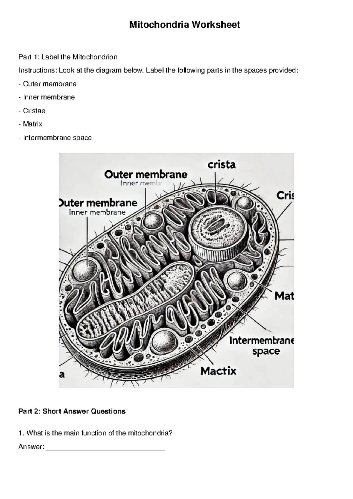 Mitochondria Worksheet: Labeling & Short Answer Questions - Studeersnel