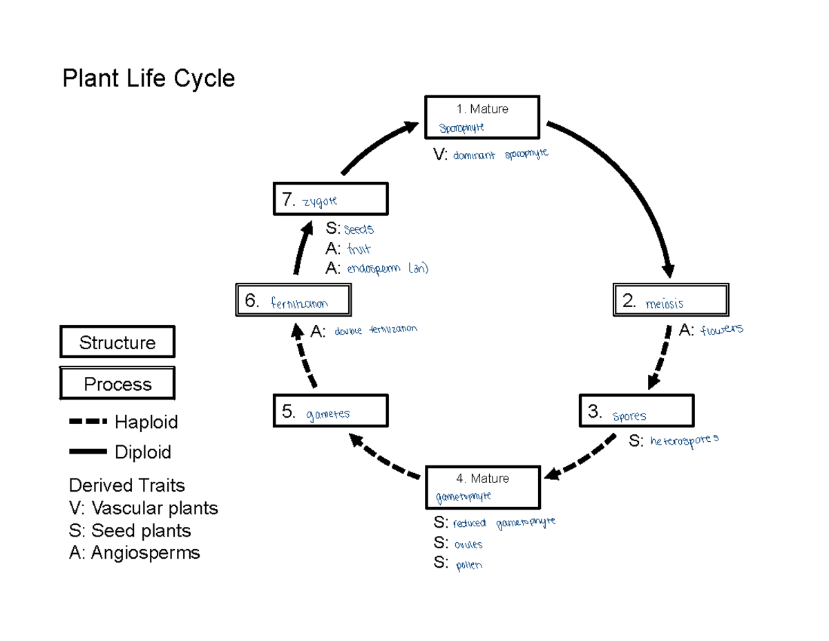 Plant Life Cycle - notes - 6. 2. 1. Mature 4. Mature 7. 5. 3. Haploid ...