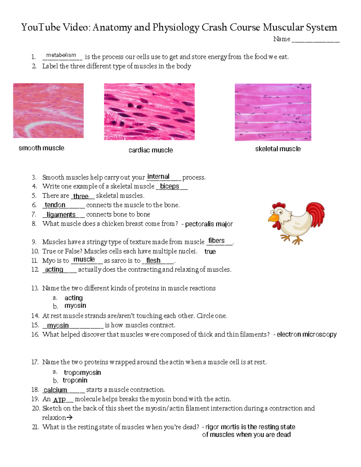 Big Guns: Muscular System Crash Course Worksheet (Metabolism 1) - Studocu