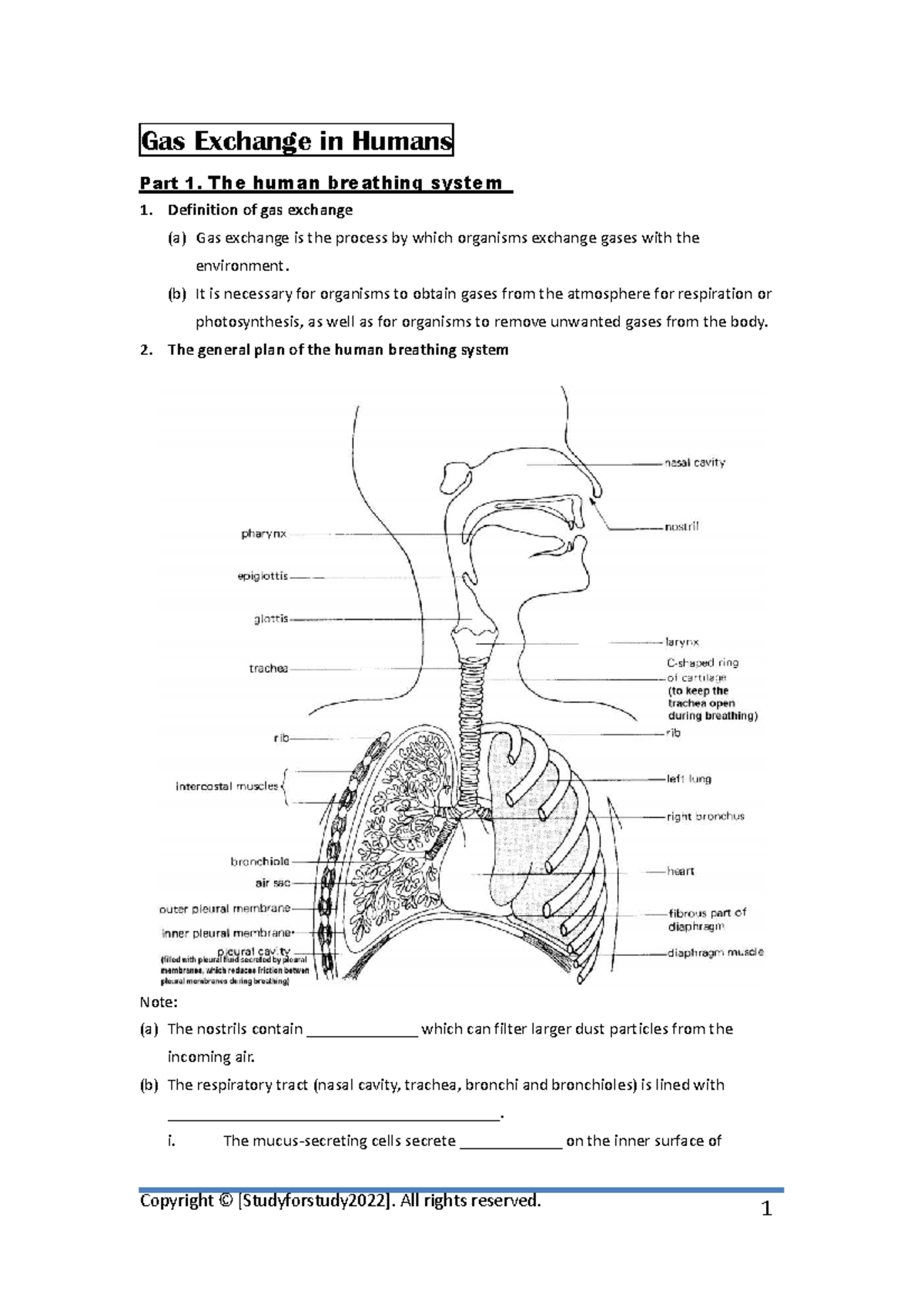 07 Gas Exchange in Humans: Breathing System Overview - Studocu