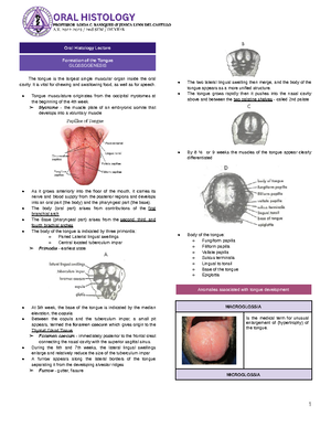Periodontal Ligament - PERIODONTAL LIGAMENT Forming element: dental ...